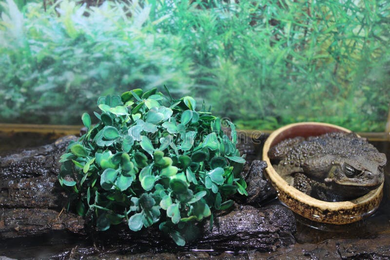 Green large toad stock photo. Image of brown, macro - 100733908