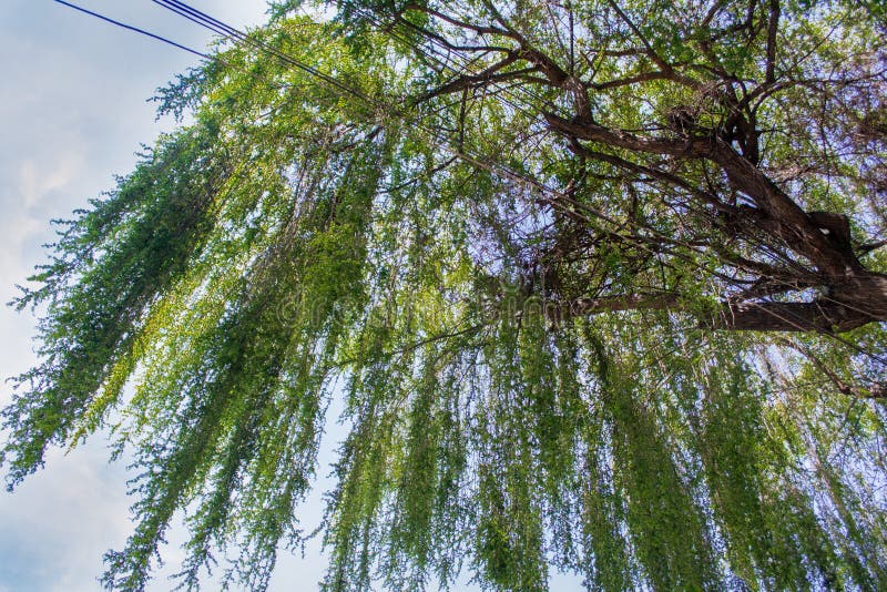 Green large willow tree stock photo. Image of leaves - 83559862