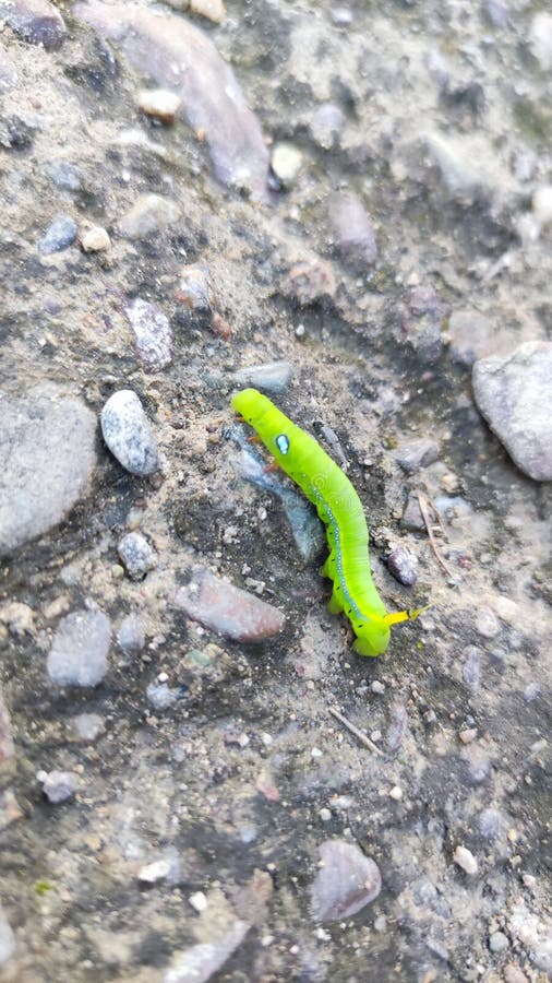 Green Larva before Evolution To Butterfly& X27;s Stock Photo - Image of ...