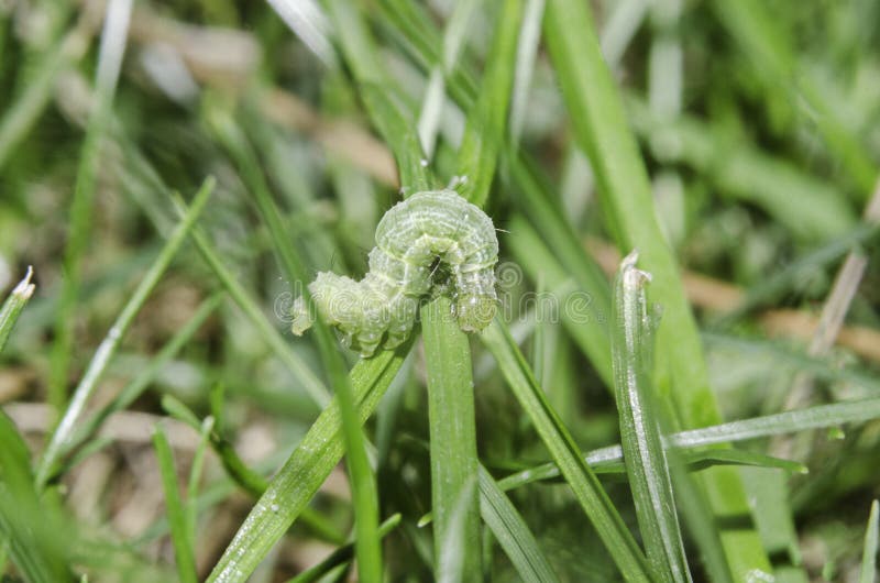 Green larva stock photo. Image of bend, lowdown, color - 32991018