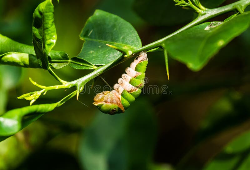 Grön larv fotografering för bildbyråer. Bild av angus - 36194395