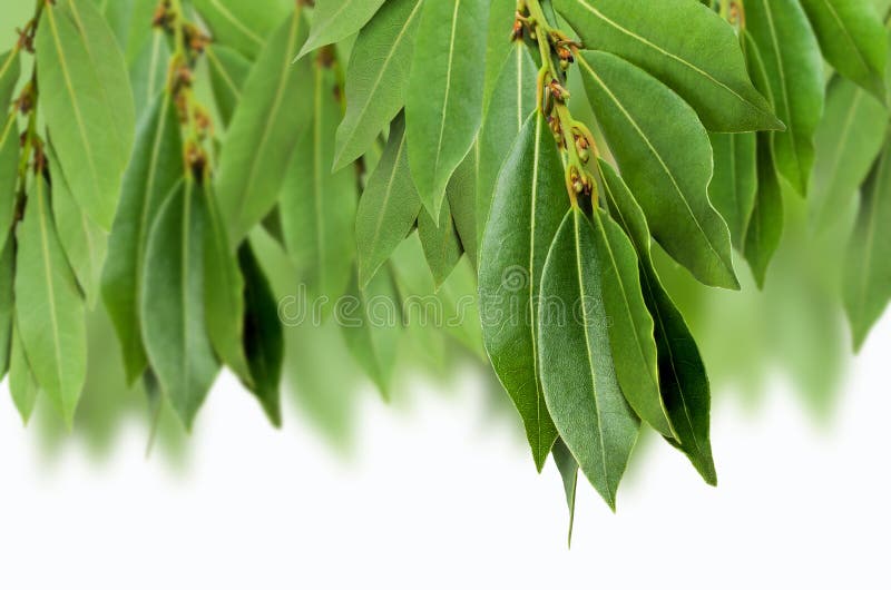 Raw green Laurel leaves stock image. Image of isolated - 122360857