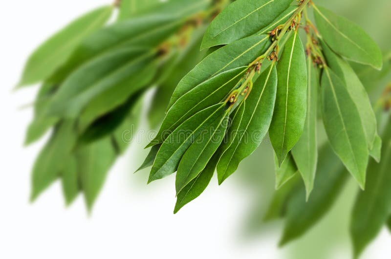 Green Laurel branches stock image. Image of fresh, laurel - 122415747