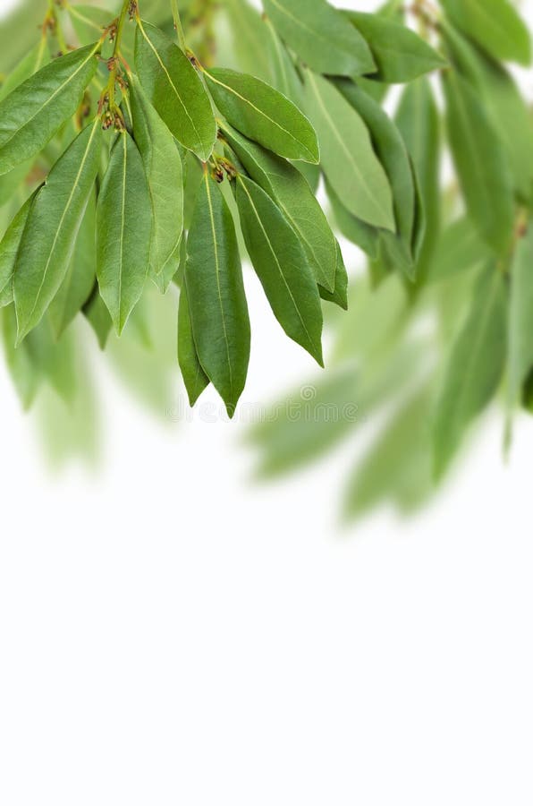 Green Laurel branches stock image. Image of bunch, freshness - 122415787