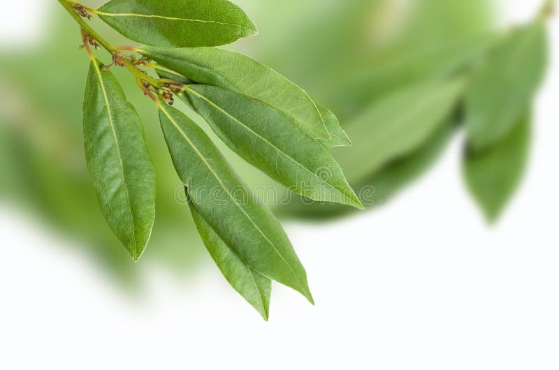 Green Laurel branches stock photo. Image of herb, herbal - 122415796