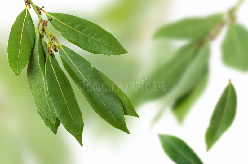 Green Laurel branches stock image. Image of healthy - 122418847