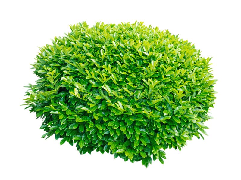 Evergreen Shrub Png