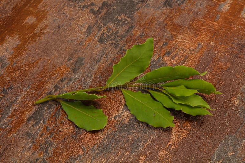 Green Laurel Leaves on the Branch Stock Photo - Image of isolated ...