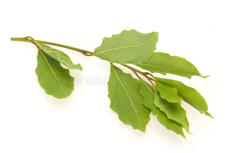 Green Laurel Leaves on the Branch Stock Photo - Image of bright ...
