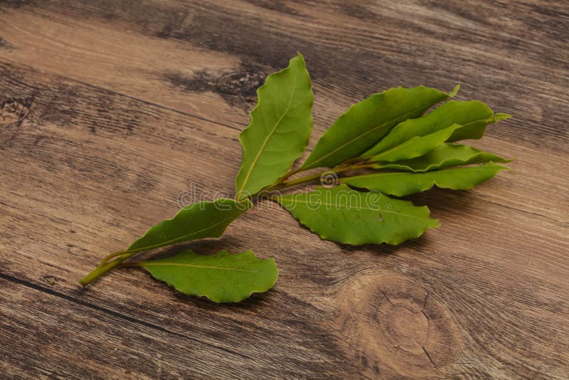 Green Laurel Leaves on the Branch Stock Photo - Image of health, plant ...