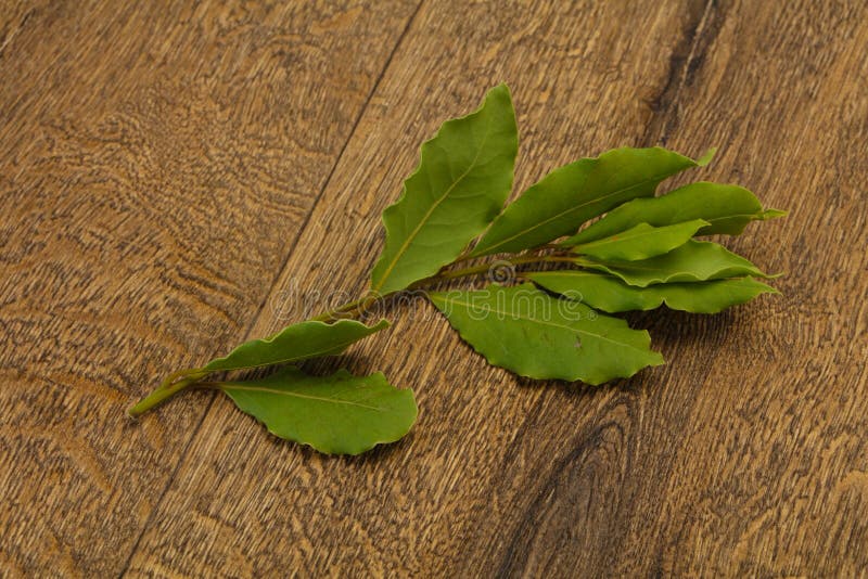 Green Laurel Leaves on the Branch Stock Image - Image of nature, green ...