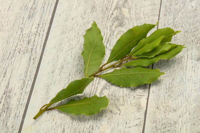 Green Laurel Leaves on the Branch Stock Photo - Image of seasoning ...