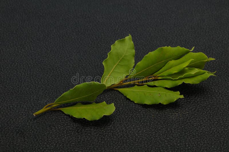 Green Laurel Leaves on the Branch Stock Image - Image of spice ...