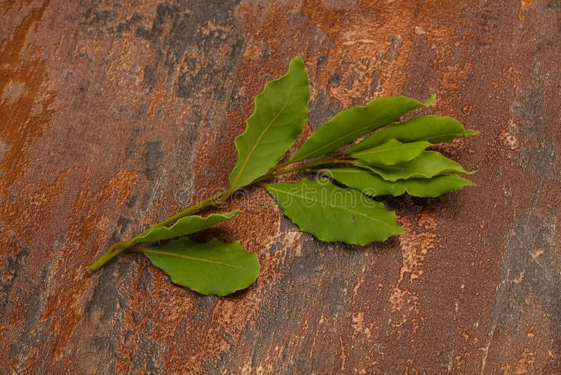 Green Laurel Leaves on the Branch Stock Photo - Image of laurel, leaves ...