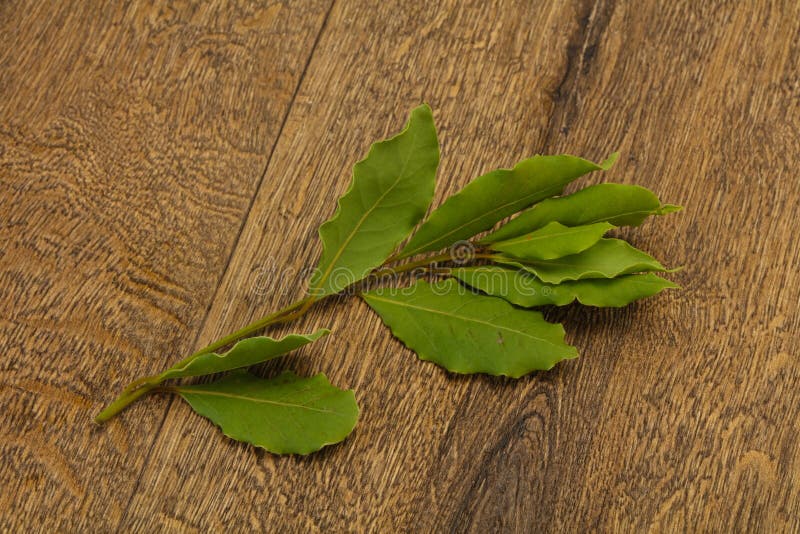 Green Laurel Leaves on the Branch Stock Image - Image of food ...