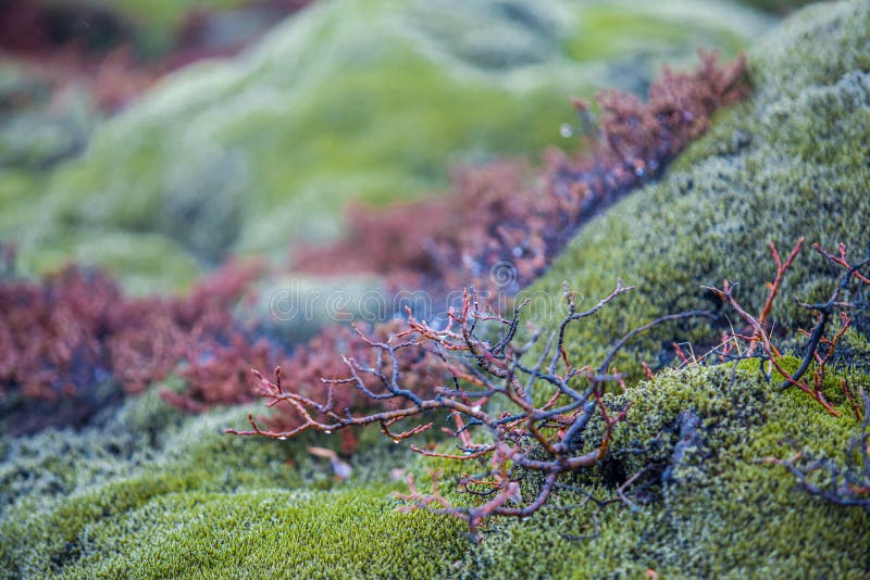 Green lava fields stock image. Image of moss, barren - 39728939