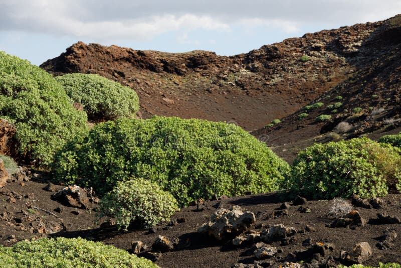 Green lava landscape stock photo. Image of island, destination - 84381870
