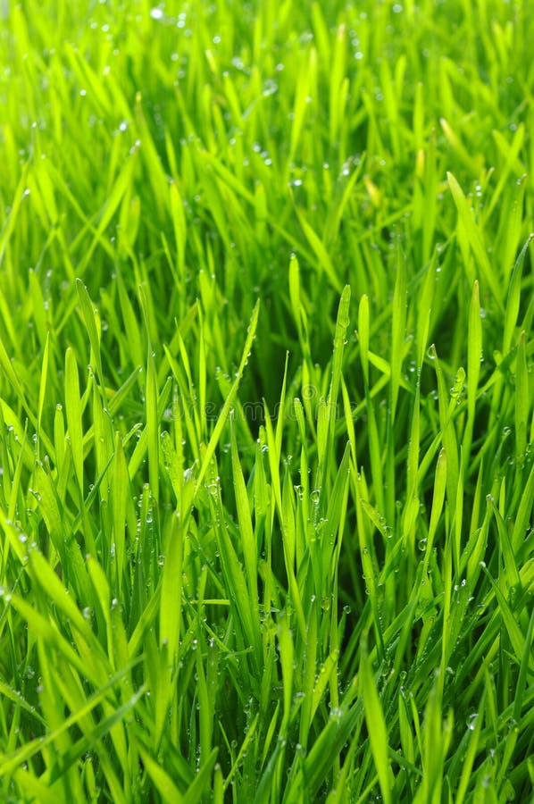 Green lawn stock image. Image of outdoors, leaves, healthy - 13780019