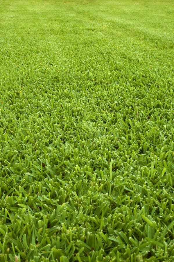 Green lawn stock photo. Image of outdoor, field, garden - 2352702