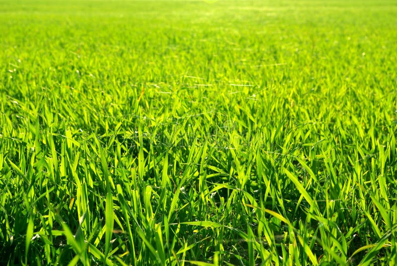 Green lawn stock photo. Image of nature, vertical, gardening - 9409880