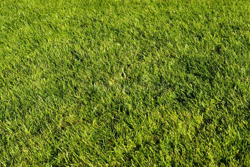 Green lawn stock image. Image of field, golfcourse, peaceful - 3691045