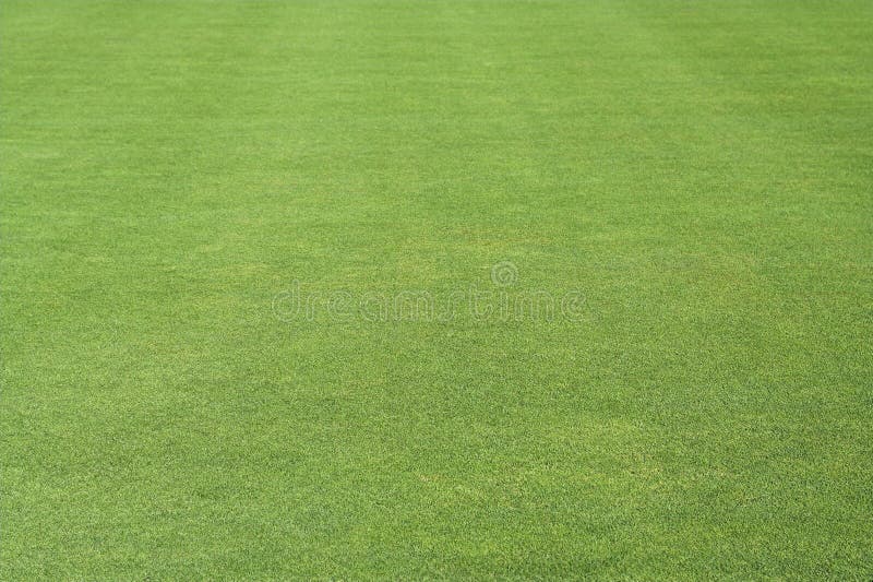 Endless lawn stock photo. Image of grassplot, grass, meadow - 11172732