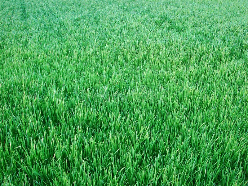 Green lawn stock image. Image of front, life, green, lifestyles - 7239665