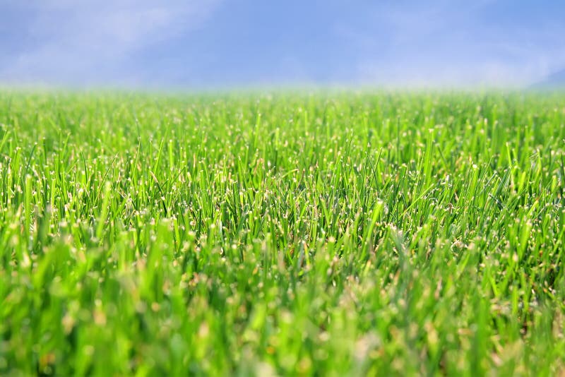 Green lawn stock photo. Image of tree, environmental, flower - 8193312