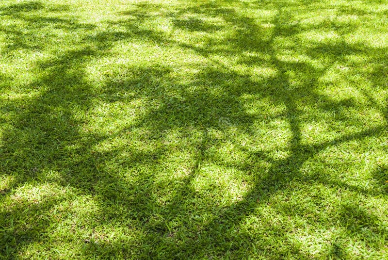 Tree Shadow with Green Lawn in the Park Stock Image - Image of light ...