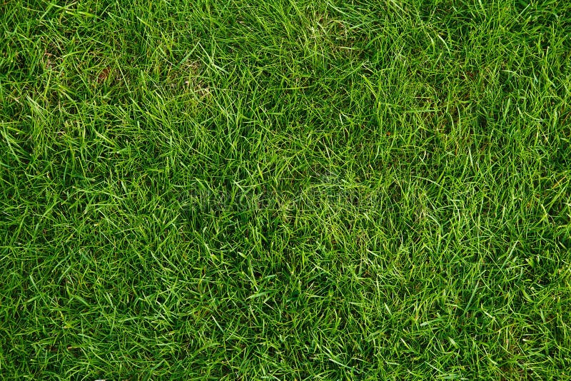 Green lawn for background. stock image. Image of design - 100066511