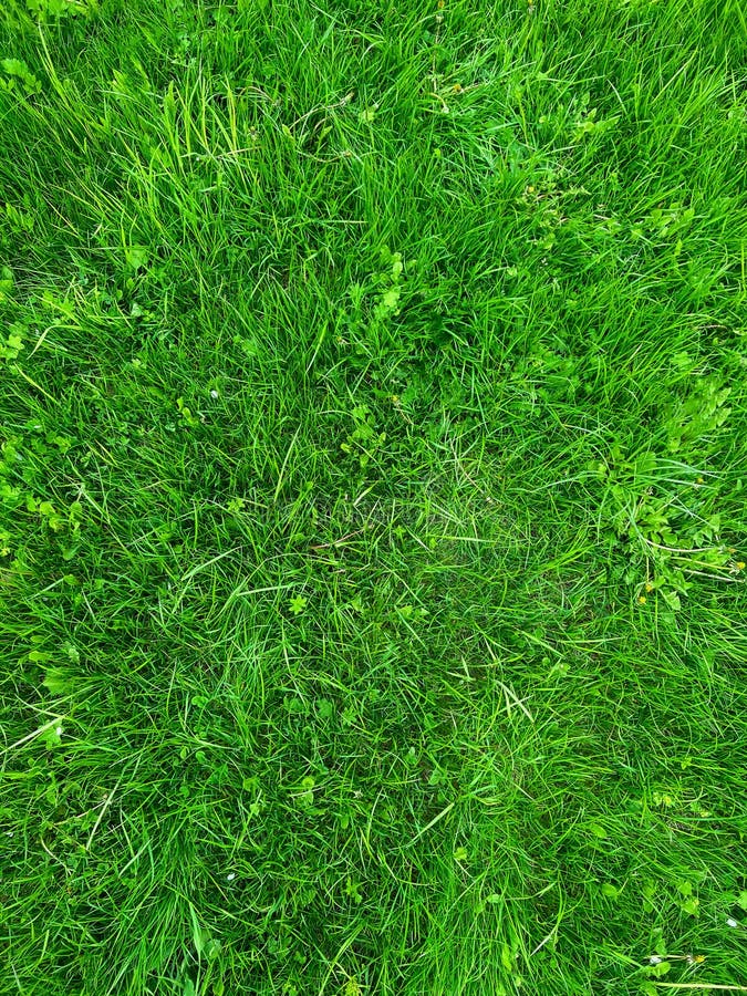 Green Lawn Background. Top View of Green Grass Lawn Stock Image - Image ...
