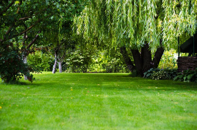 Green lawn backyard garden stock photo. Image of decoration - 153362238