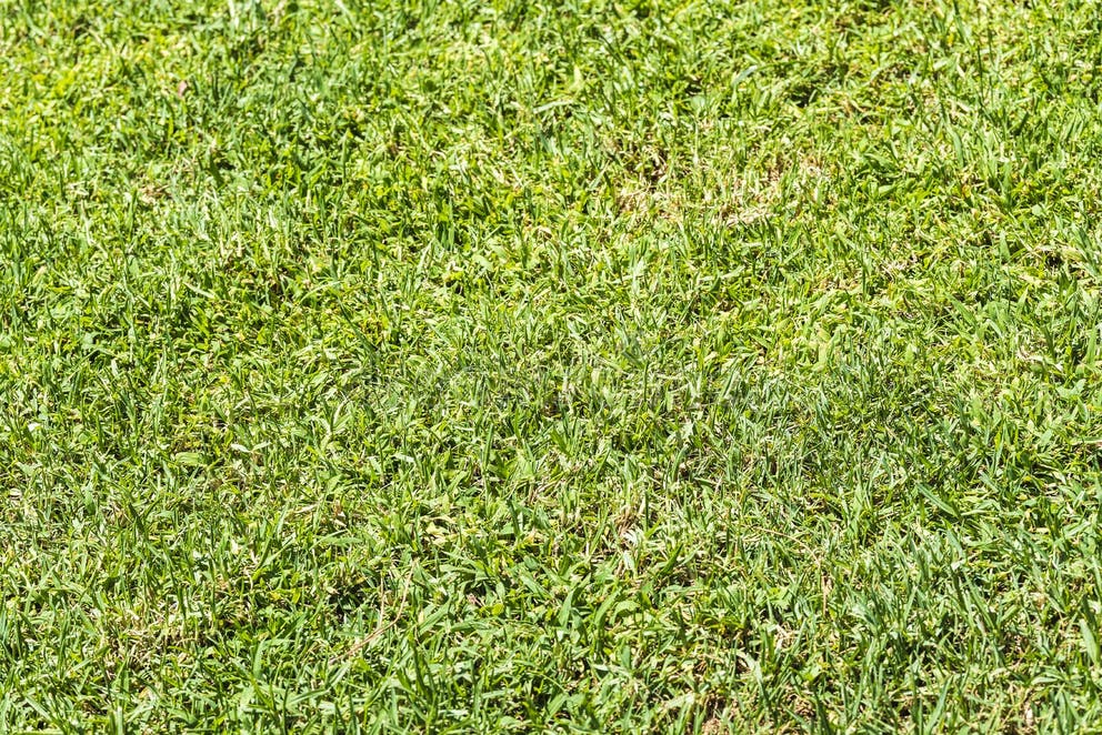 Green lawn stock photo. Image of gardening, formal, meadow - 57418414