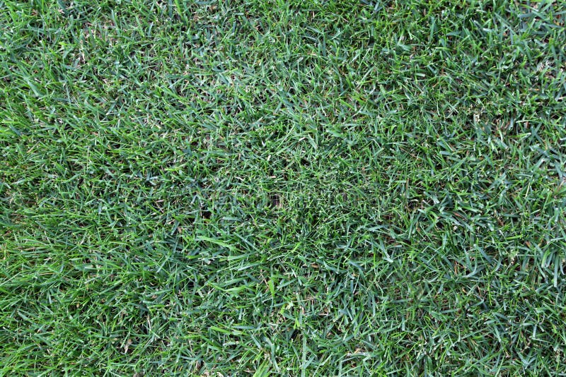Green lawn closeup texture stock photo. Image of view - 151780896