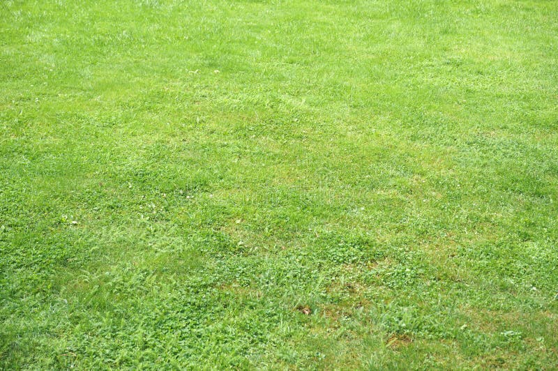 Green lawn stock photo. Image of color, nature, lawn - 49128888