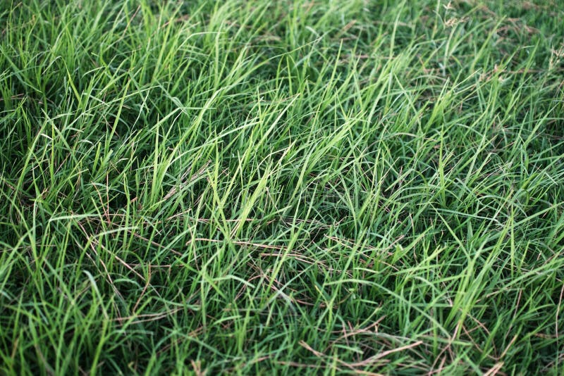Green Lawn Filling the Image Stock Image - Image of gardener, healthy ...