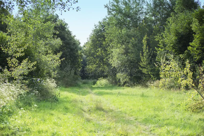 Green lawn with forest stock photo. Image of forest - 181311548