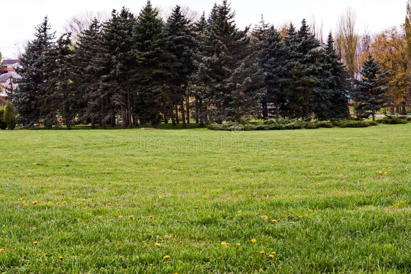 Green lawn1 stock image. Image of view, grass, landscape - 40696991