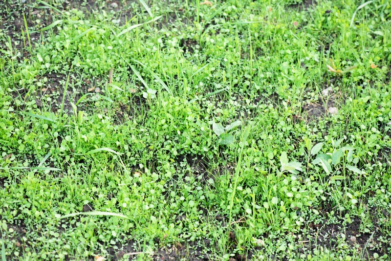Lawn stock photo. Image of grow, natural, sward, green - 183615644