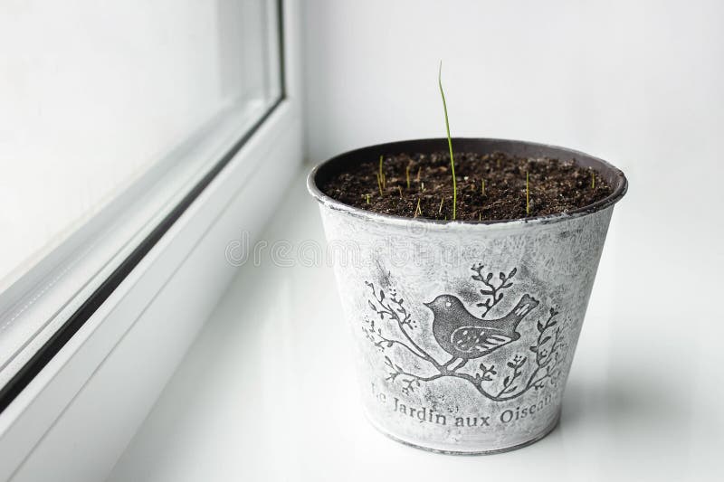 Green Lawn Grass Grows on the Windowsicle at Home. Fresh Green Grass on ...