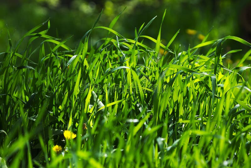 Green Lawn Grass. from a Low Angle Stock Photo - Image of park ...