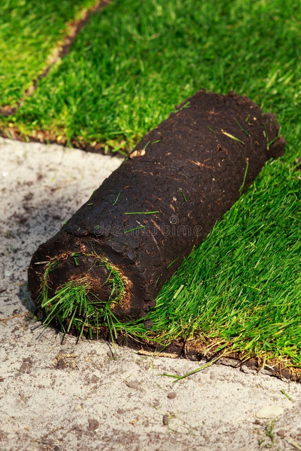 Green lawn grass in rolls stock photo. Image of dirt - 93315776
