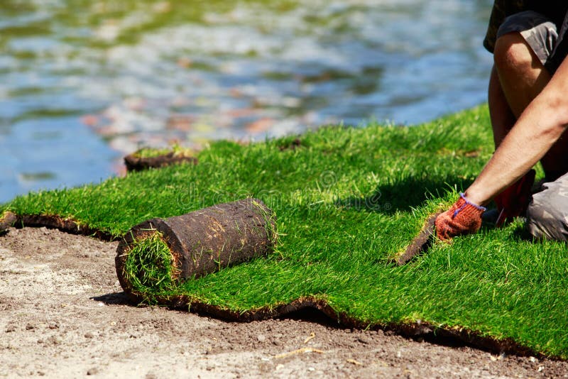 Green lawn grass in rolls stock image. Image of agriculture - 93315815