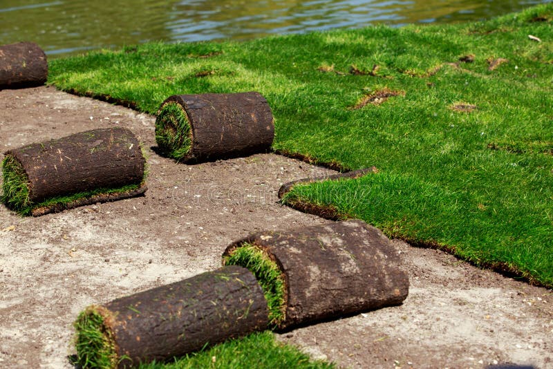 Green lawn grass in rolls stock image. Image of agriculture - 92933373