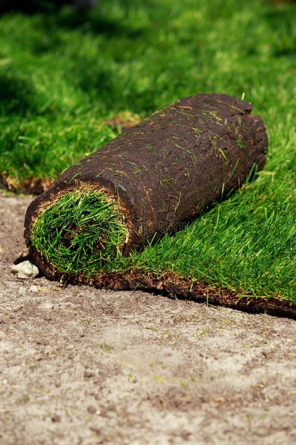 Green lawn grass in rolls stock image. Image of agriculture - 92933373