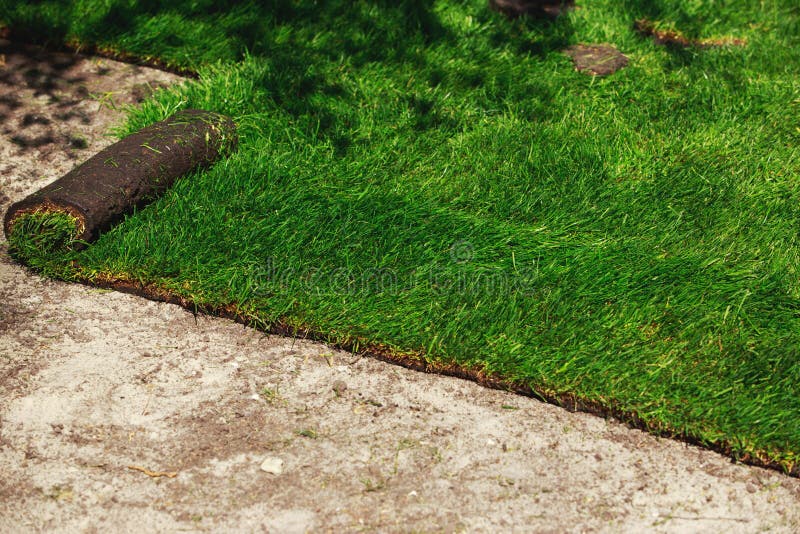 Green lawn grass in rolls stock image. Image of agriculture - 93315815