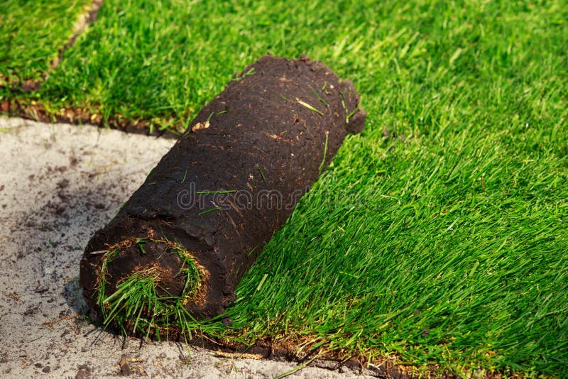 Green lawn grass in rolls stock image. Image of peeled - 96304435