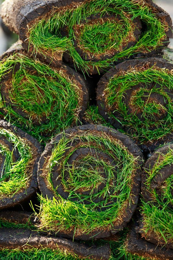 Green lawn grass in rolls stock image. Image of agriculture - 93315815