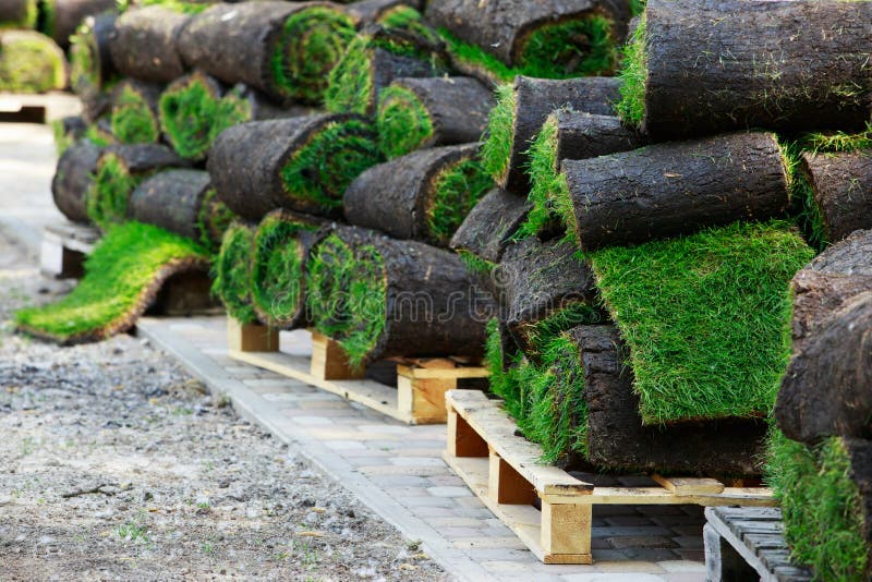 Green lawn grass in rolls stock photo. Image of turf - 92939982