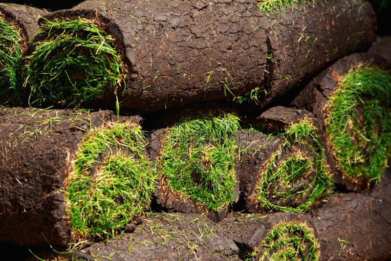 Green lawn grass in rolls stock image. Image of installing - 93920611